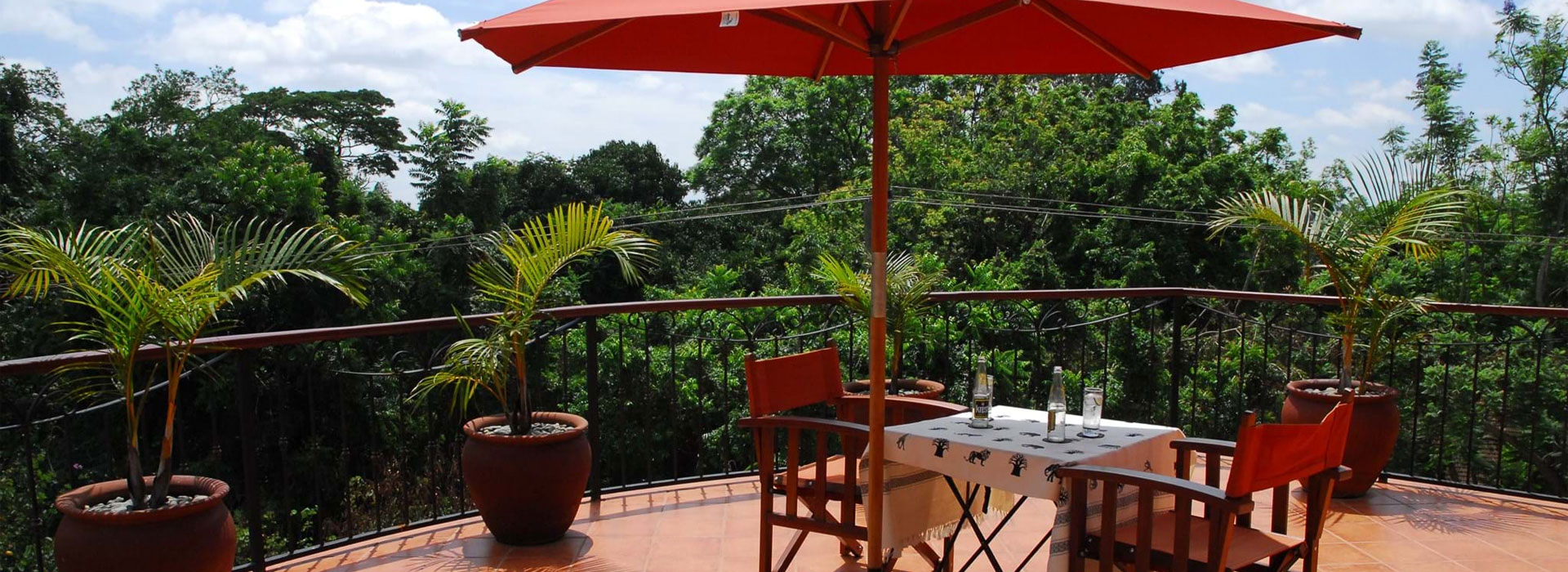 African Tulip | Viola Tours